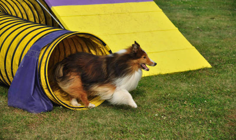 How To Build Your Own Backyard Dog Agility Course - Pup Pursuit